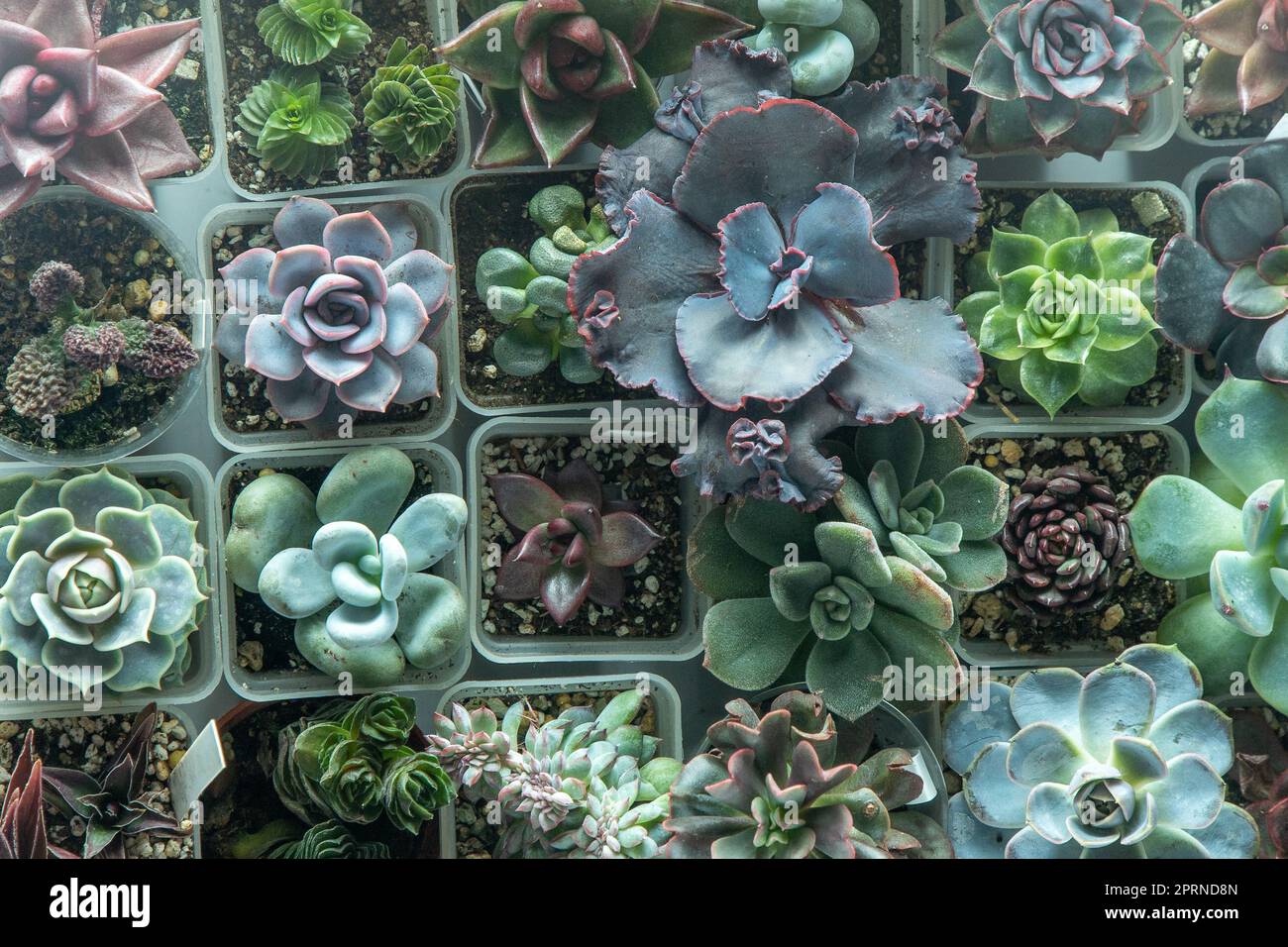 A set of different mix succulents top view. Gardening. Haworthia and ...