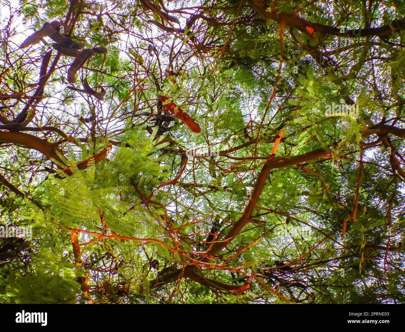 view up to a pink siris tree on a beach from a resort in egypt Stock ...