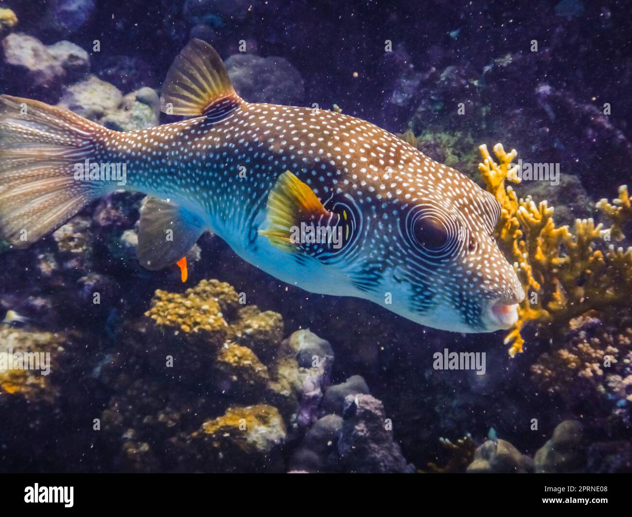 white spotted puffer fish hovering near the coral reef in egypt Stock ...