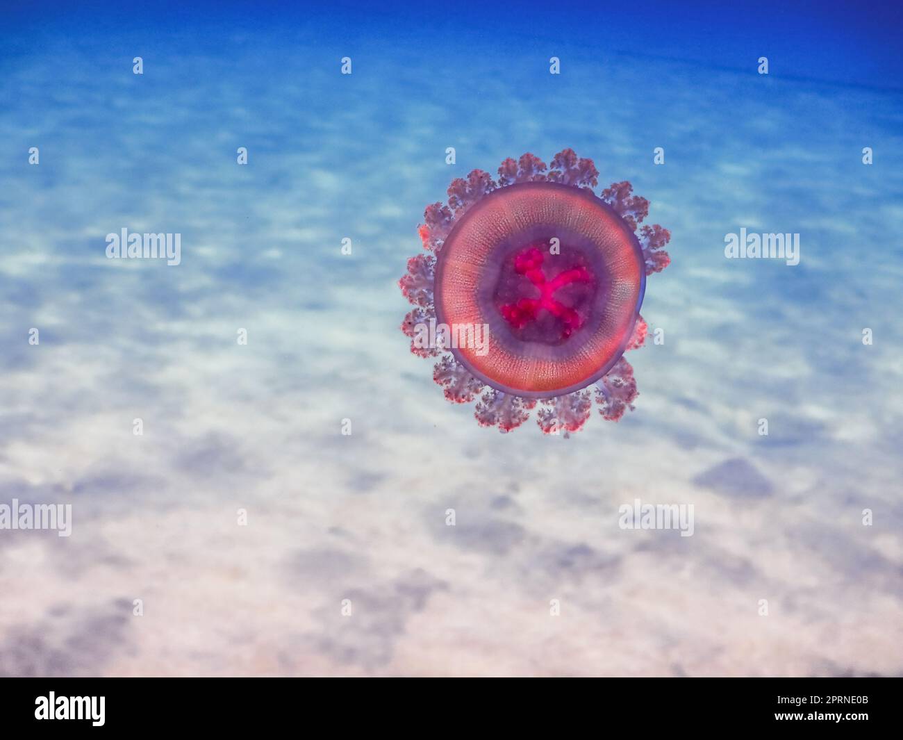 portrait view from a lilac jellyfish in the red sea of egypt Stock ...
