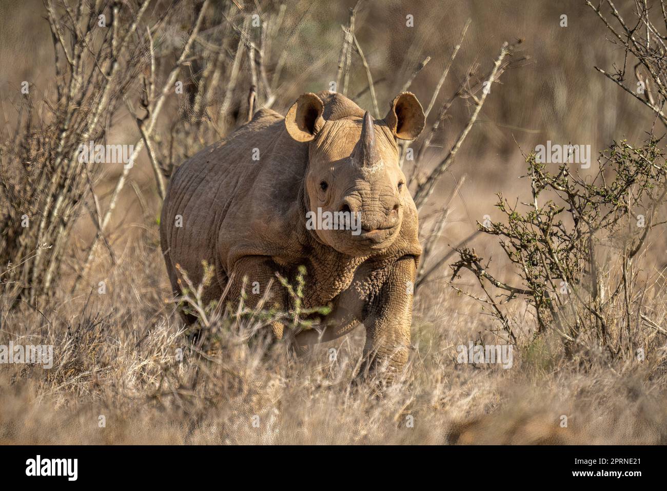 Black rhino stands in bushes eyeing camera Stock Photo - Alamy