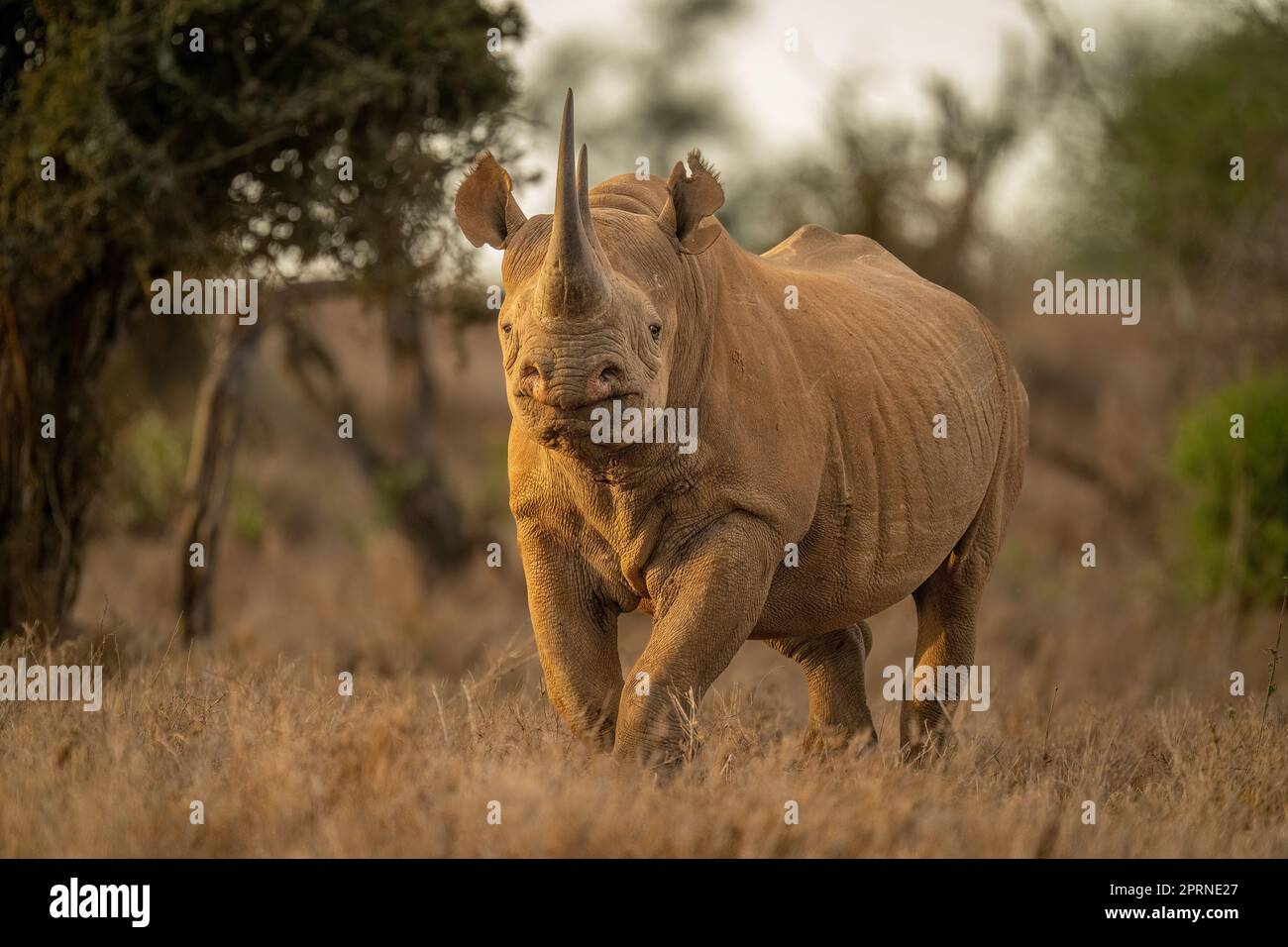 Black rhino stands in clearing eyeing camera Stock Photo - Alamy