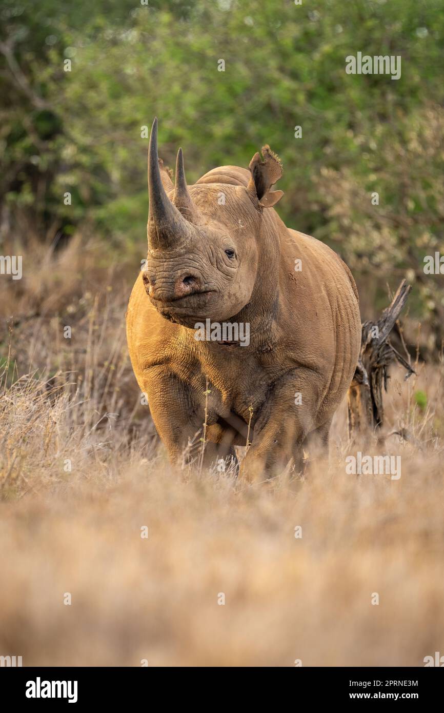 Black rhino stands watching with one eye Stock Photo - Alamy
