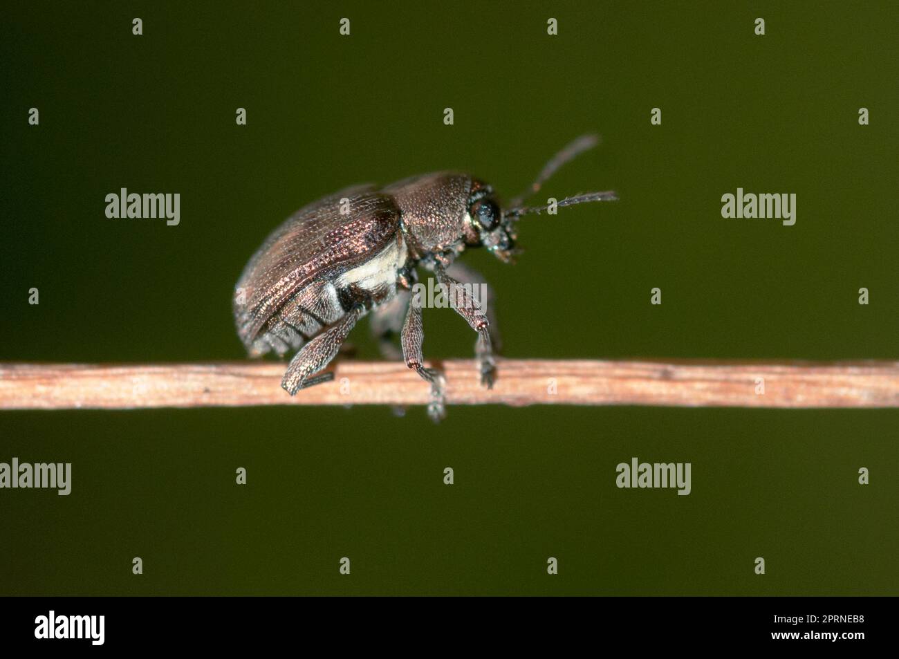 Weevil, Curculionoidea Famil), on stem, Klungkung, Bali, Indonesia ...