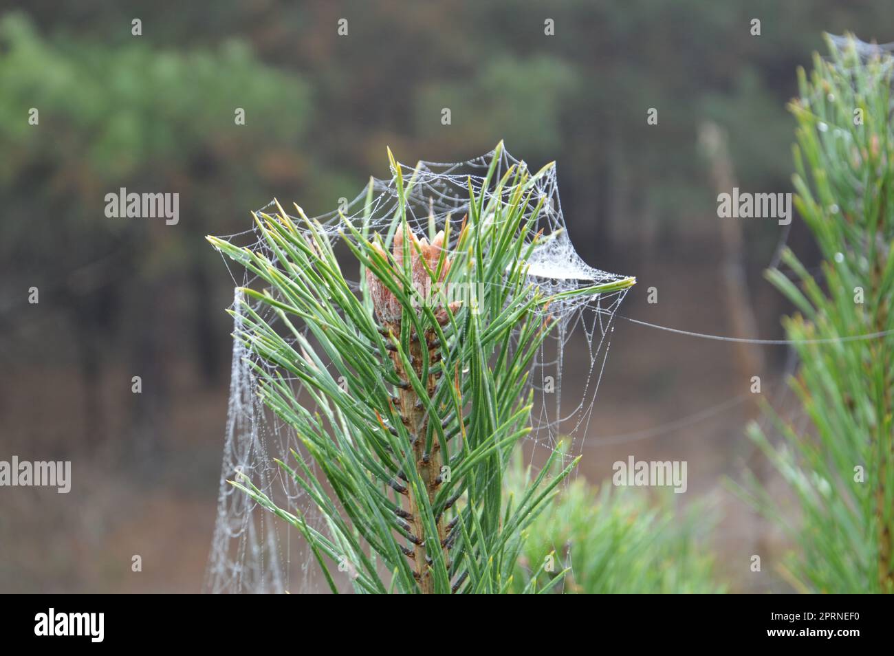 Closeup cobweb on plants and the trees Stock Photo - Alamy