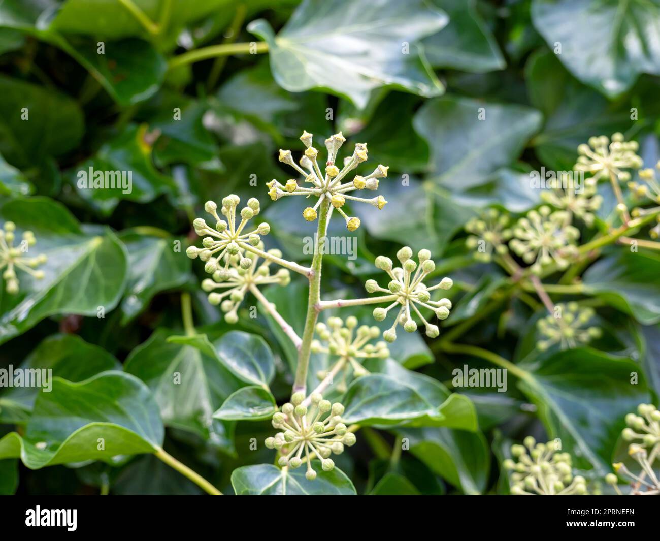 Closeup of the flowers and leaves of an ivy plant, Hedera helix Stock ...