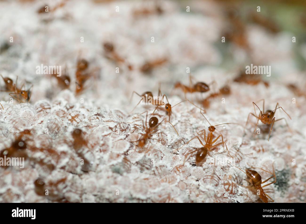 Weaver Ants, Oecophylla sp, guarding white Mealybugs, Pseudococcidae ...