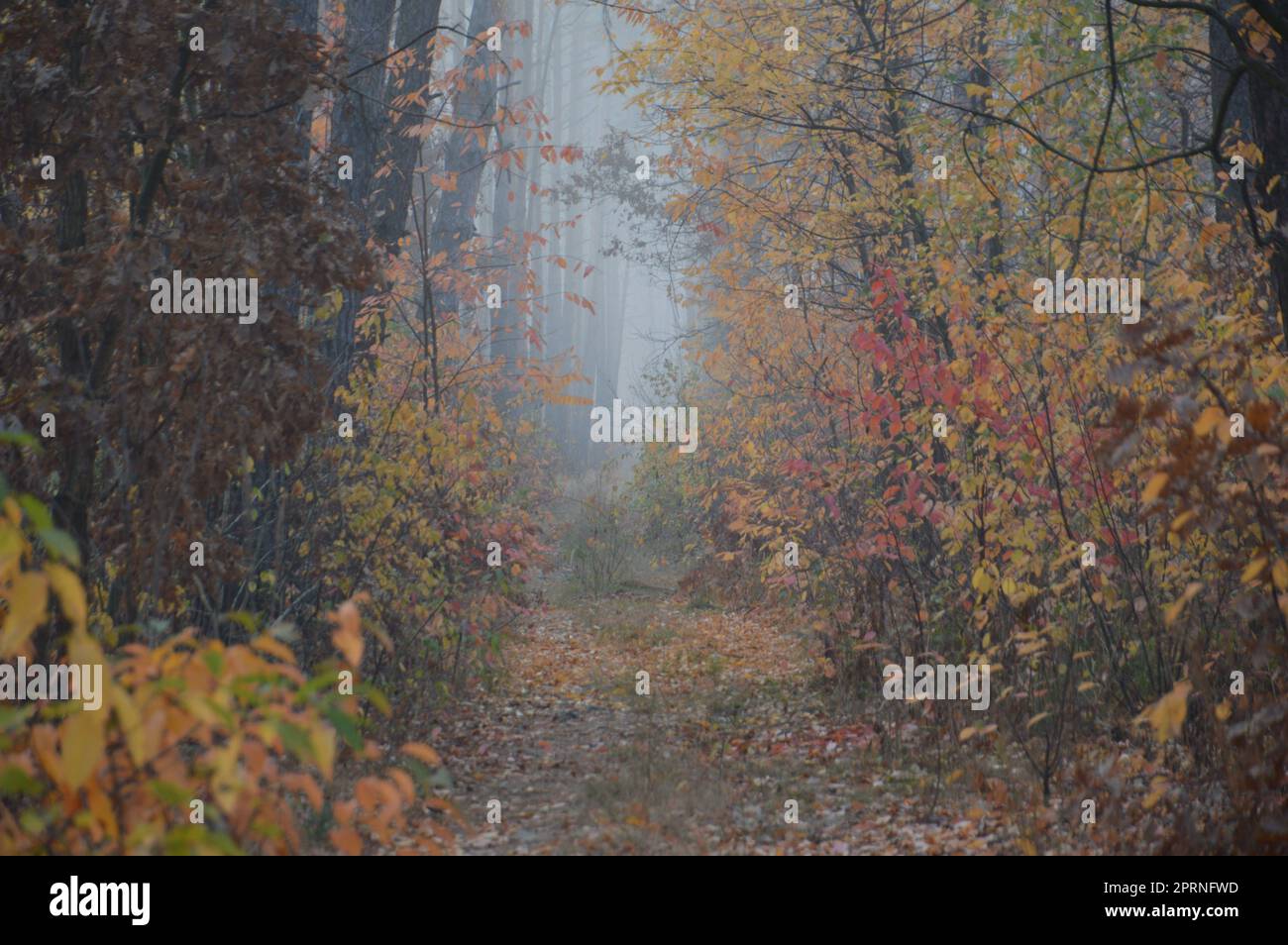 Morning fog and haze in the forest and village Stock Photo - Alamy