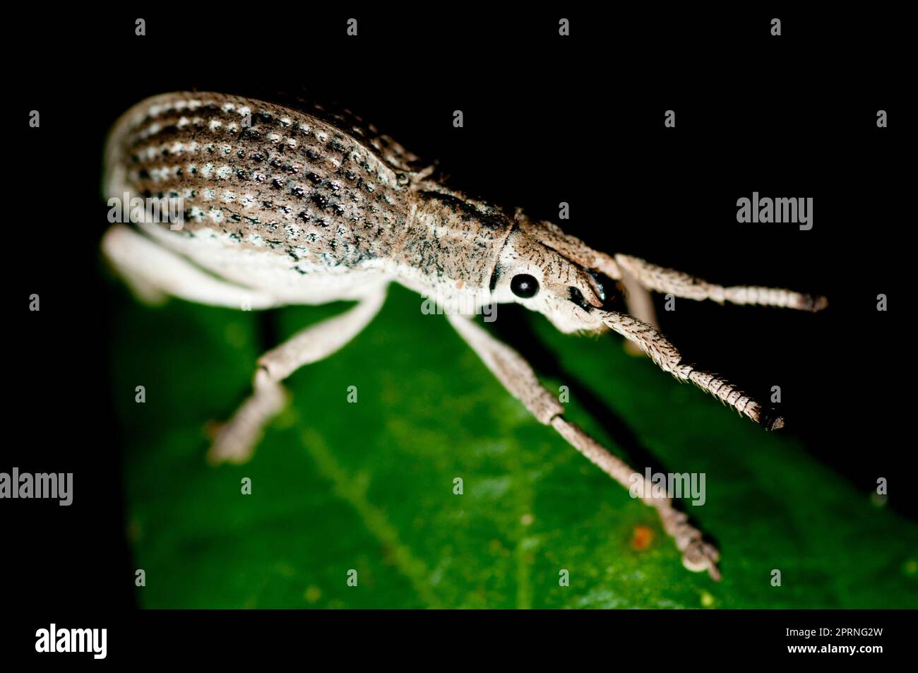 Weevil, Curculionoidea Family, on leaf, Klungkung, Bali, Indonesia ...
