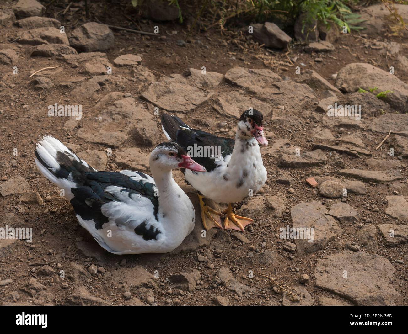 Muscovy duck Cairina moschata sitting couple male and female, large ...