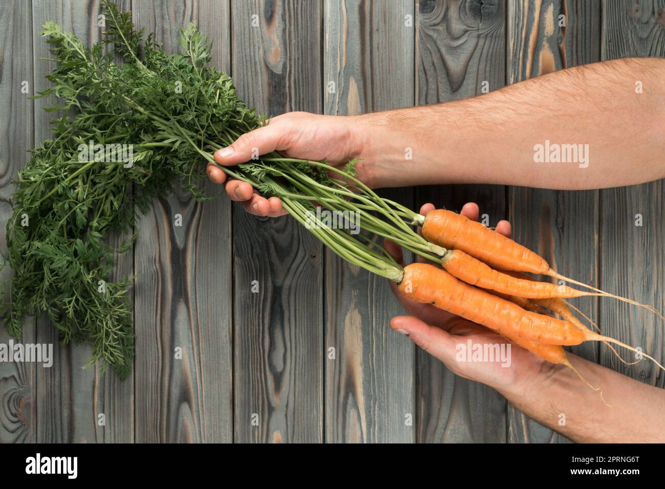 Bunch of fresh raw carrots on gray wooden table, top view. Human hands ...