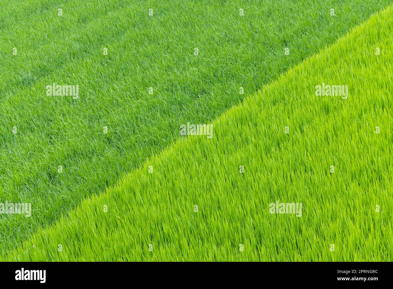 Fresh paddy rice field meadow Stock Photo - Alamy