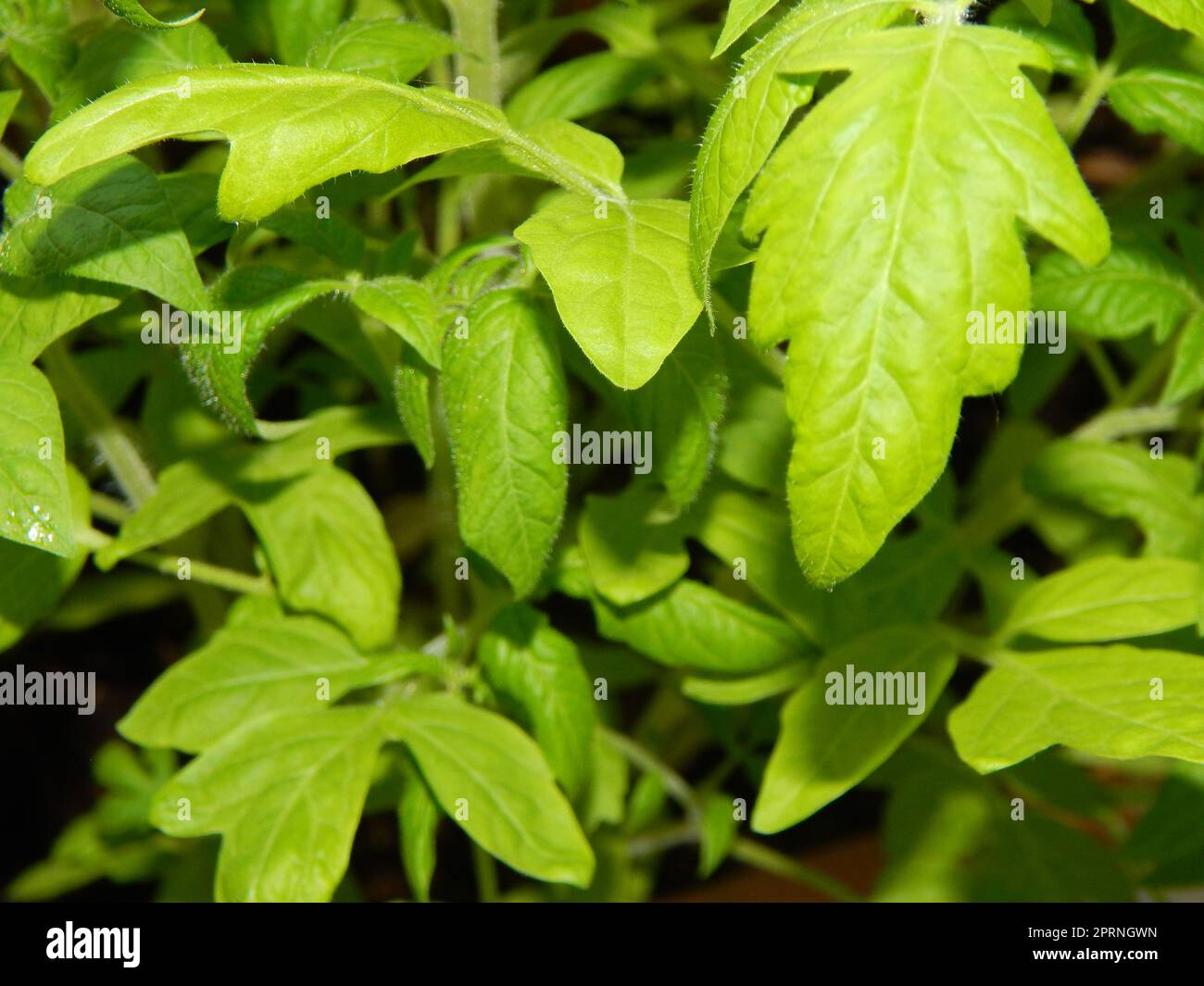 Plant bushes grown in a pot close-up Stock Photo - Alamy