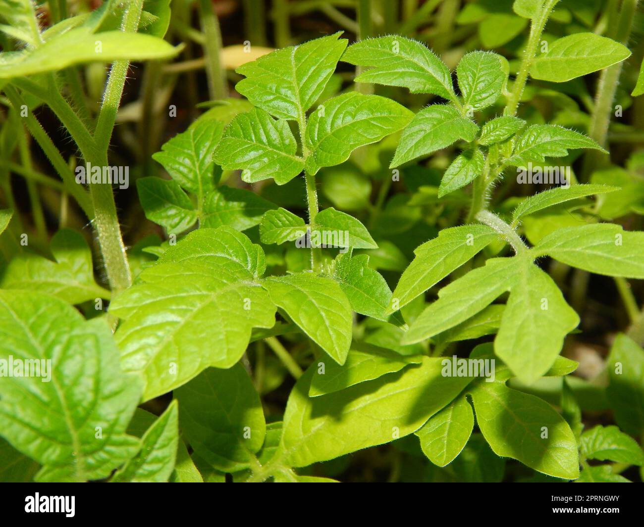 Plant bushes grown in a pot close-up Stock Photo - Alamy