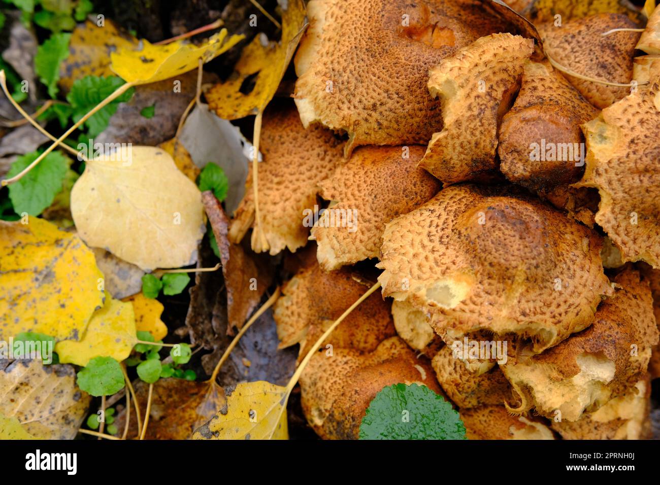 Group of Shaggy Scalycap mushrooms Pholiota squarrosa is a species of ...