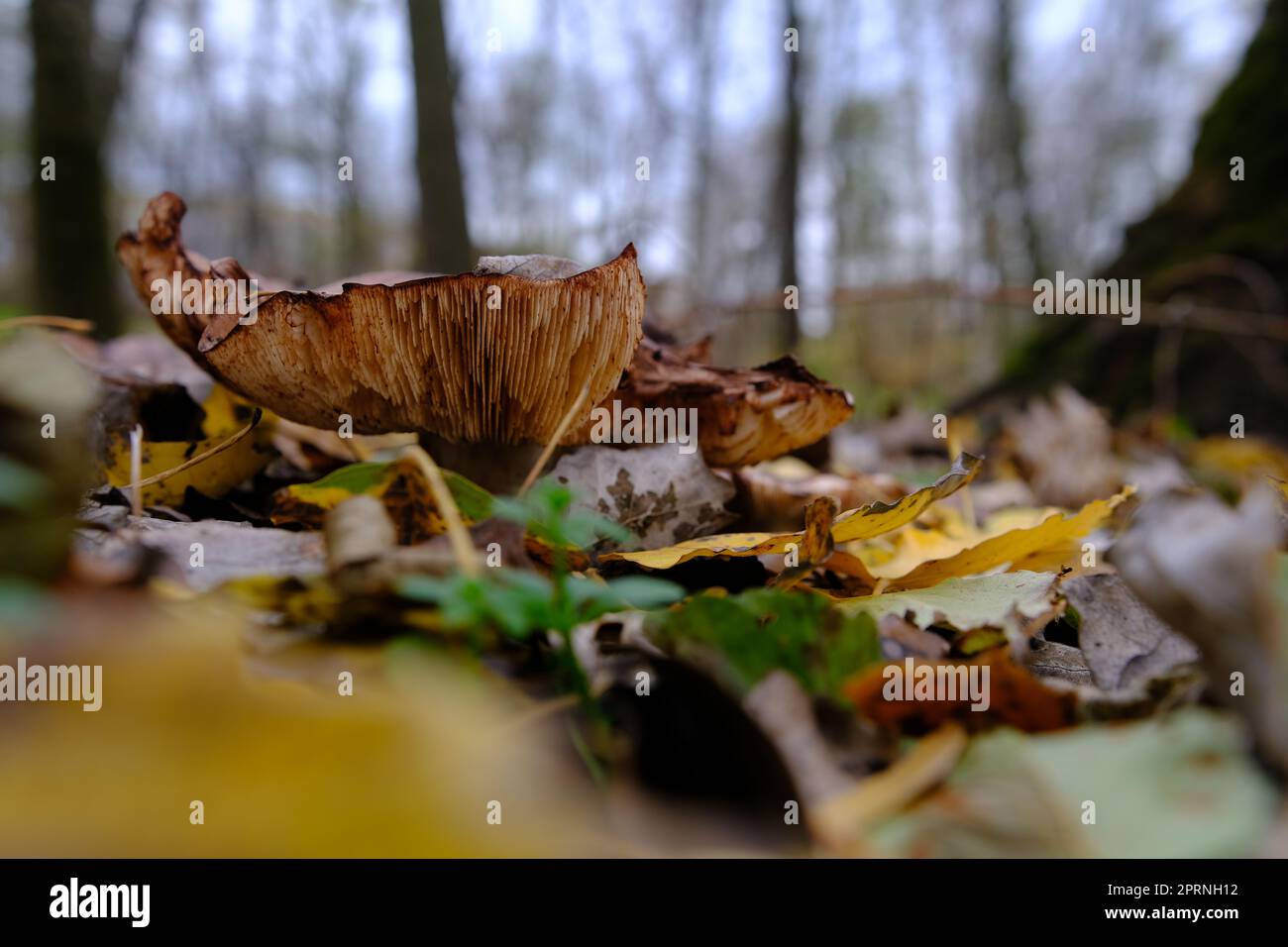 Huge Mushroom Lepista Nuda Also Clitocybe Nuda Wood Blewit Mushroom In The Autumn Forest Day