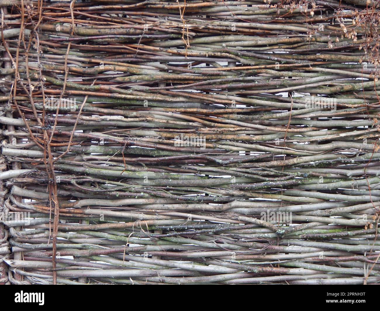 The texture of the tree of different diameter trunks Stock Photo - Alamy