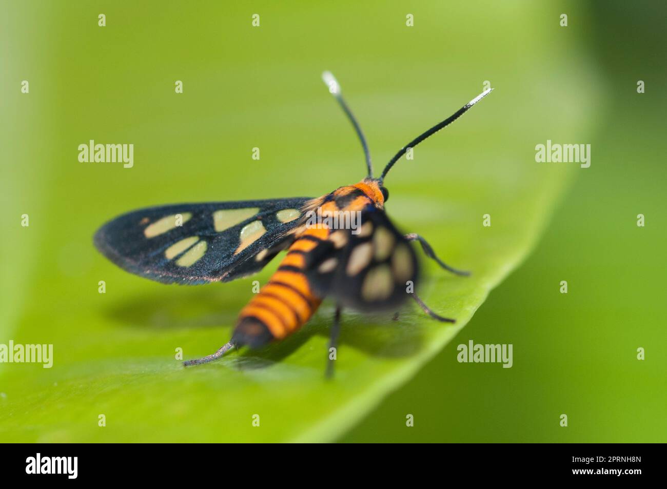 Female Tiger Moth, Amata huebneri, with intricate patterned wings on ...