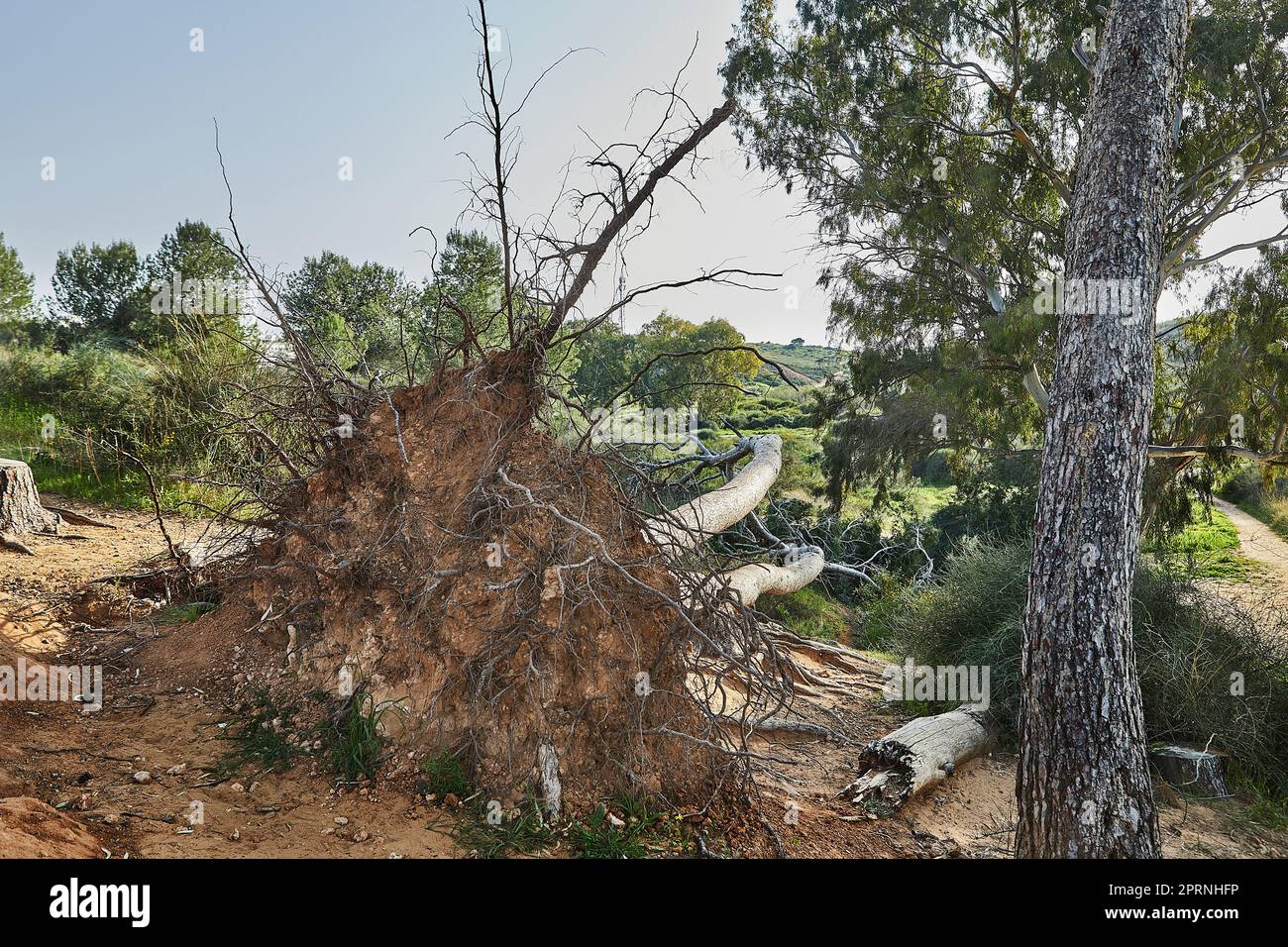 Broken branch protruding hi-res stock photography and images - Alamy