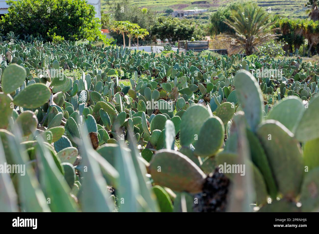 Cactus growing in the green valley of Vallebron La Oliva Fuerteventura ...