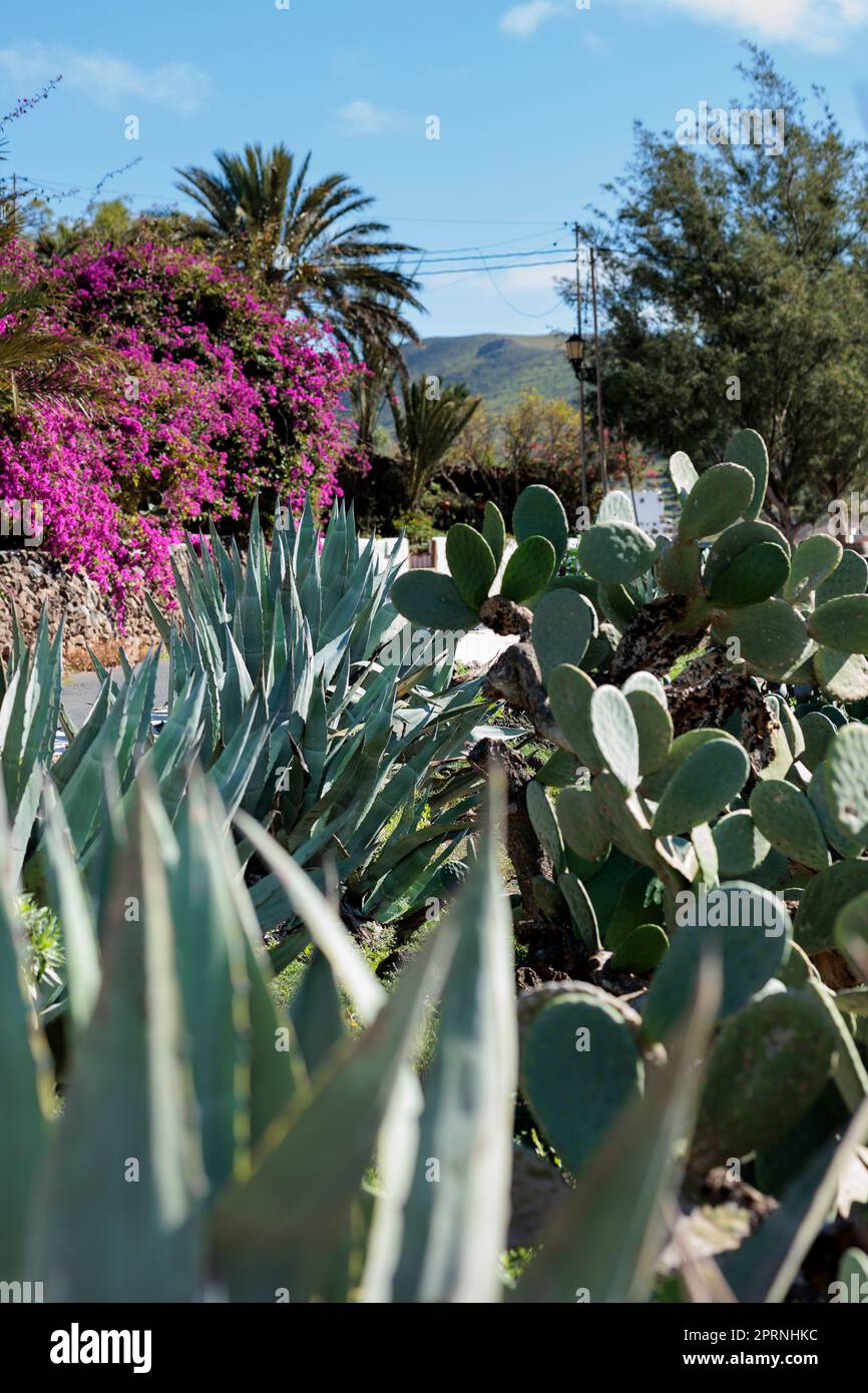 Cactus growing in the green valley of Vallebron La Oliva Fuerteventura ...