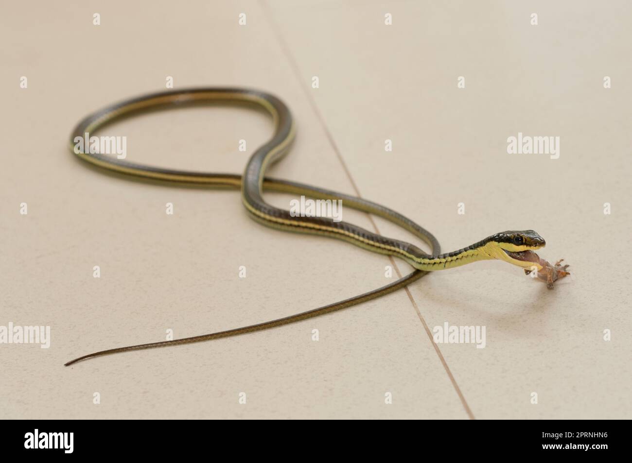 Painted Bronzeback Snake, Dendrelaphis pictus, with House Gecko ...