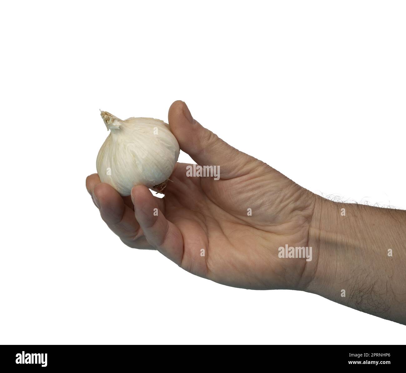 a male hand with a bulb of garlic on a transparent background Stock ...