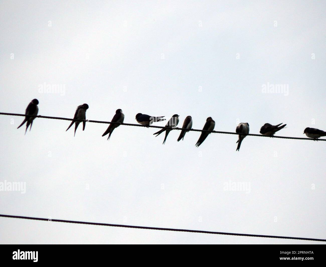 Birds sit on the electric wires of the school Stock Photo - Alamy