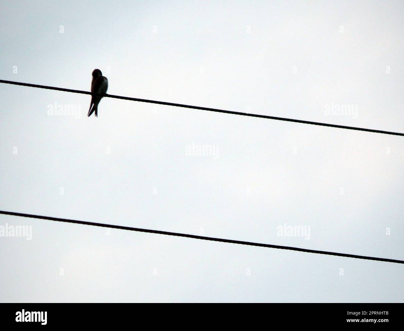 Birds sit on the electric wires of the school Stock Photo - Alamy
