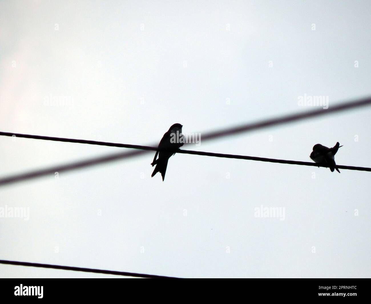 Birds sit on the electric wires of the school Stock Photo - Alamy