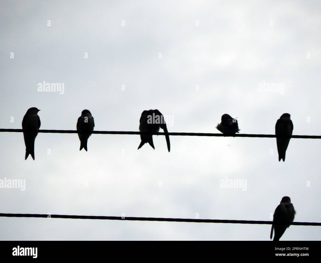 Birds sit on the electric wires of the school Stock Photo - Alamy