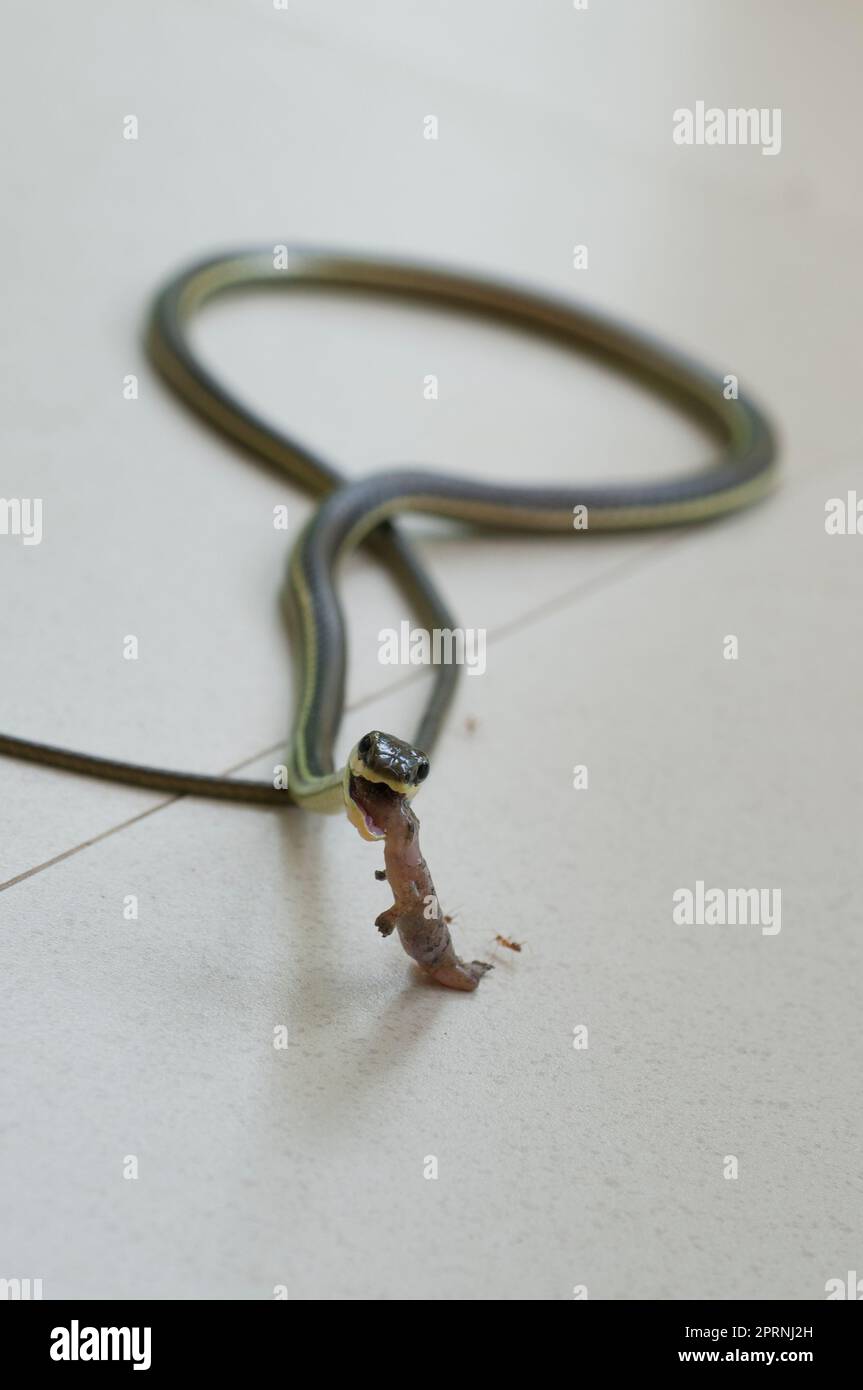 Painted Bronzeback Snake, Dendrelaphis pictus, with House Gecko ...
