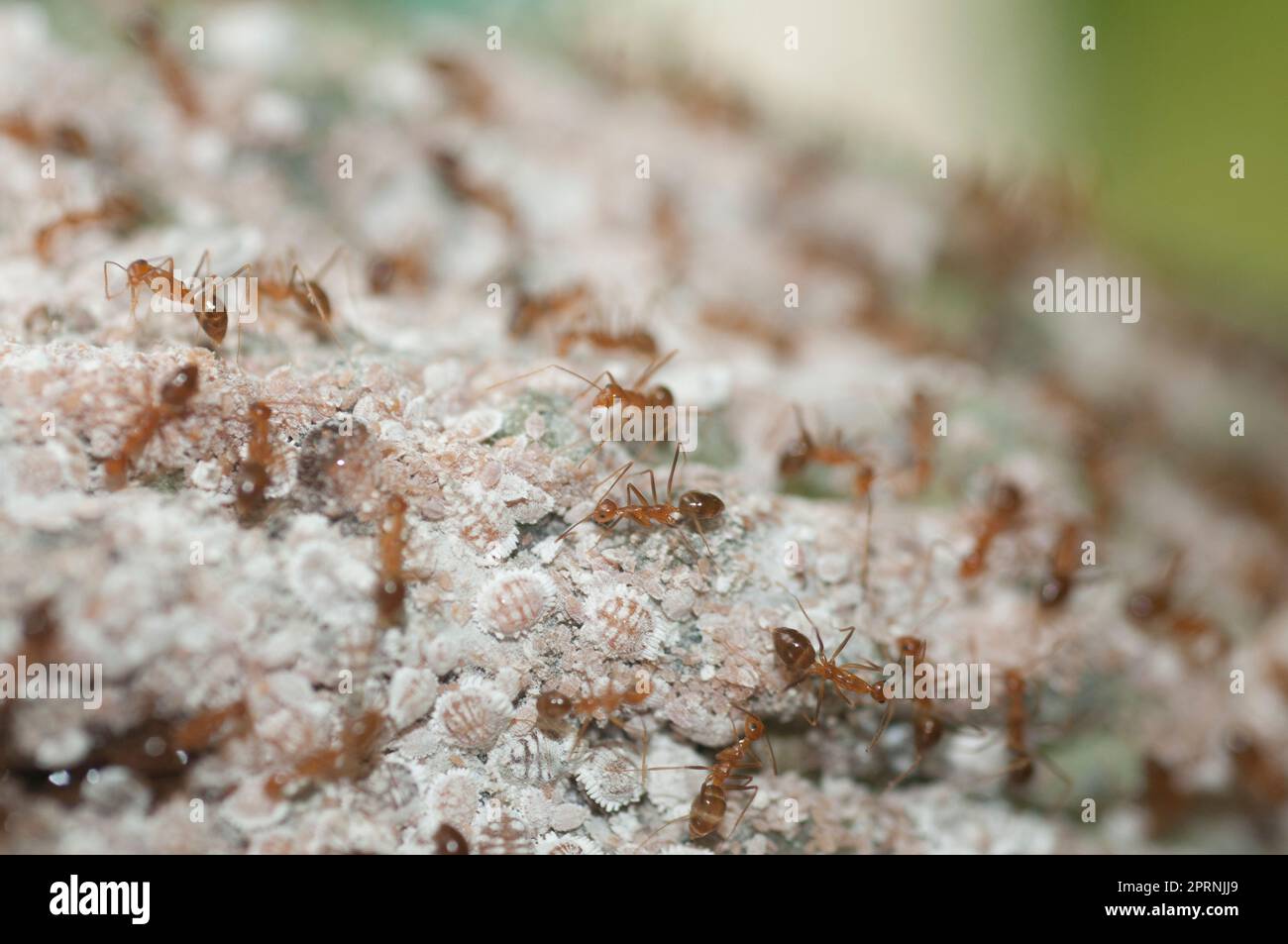 Weaver Ants, Oecophylla sp, guarding white Mealybugs, Pseudococcidae ...