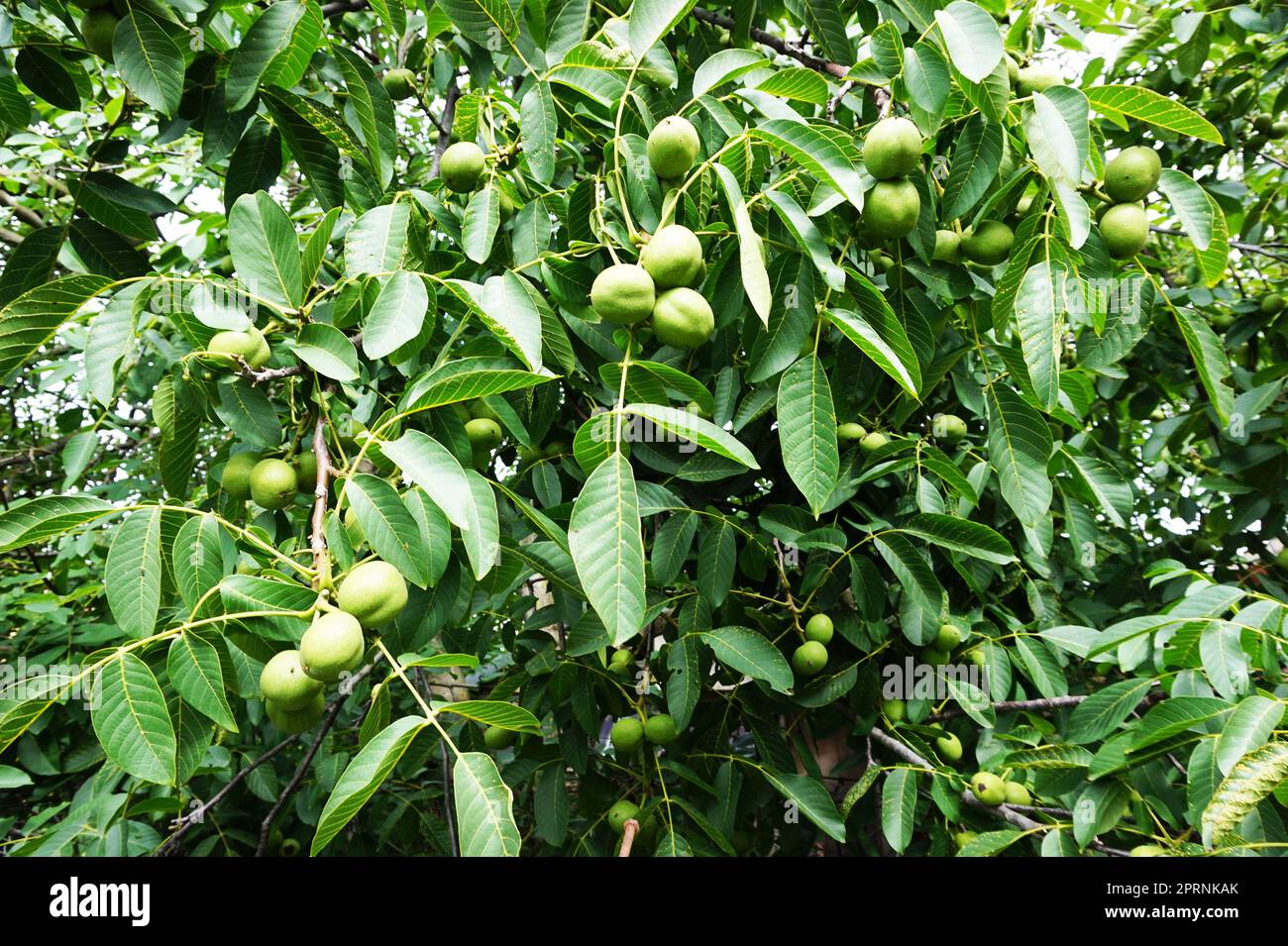 walnut tree texture as very nice natural background Stock Photo - Alamy