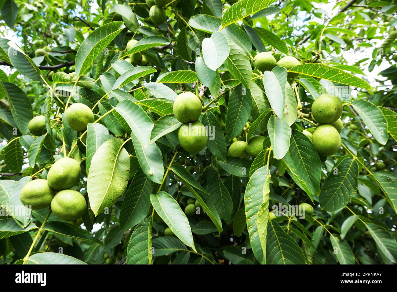walnut tree texture as very nice natural background Stock Photo - Alamy