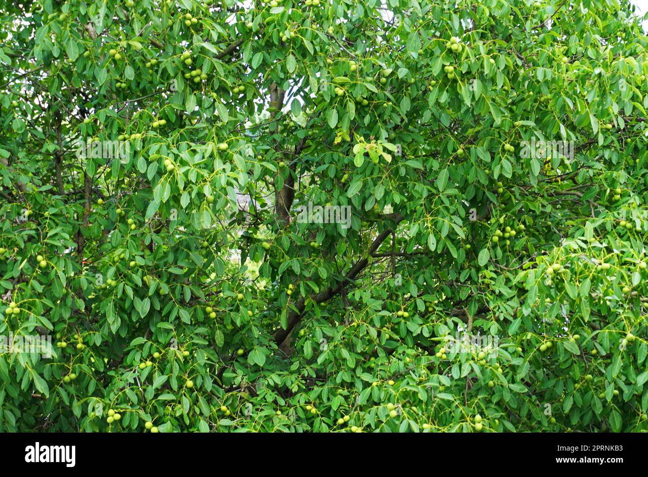 walnut tree texture as very nice natural background Stock Photo - Alamy