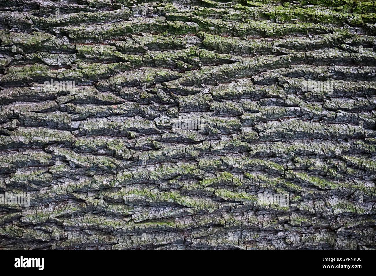old oak bark texture as very nice background Stock Photo - Alamy