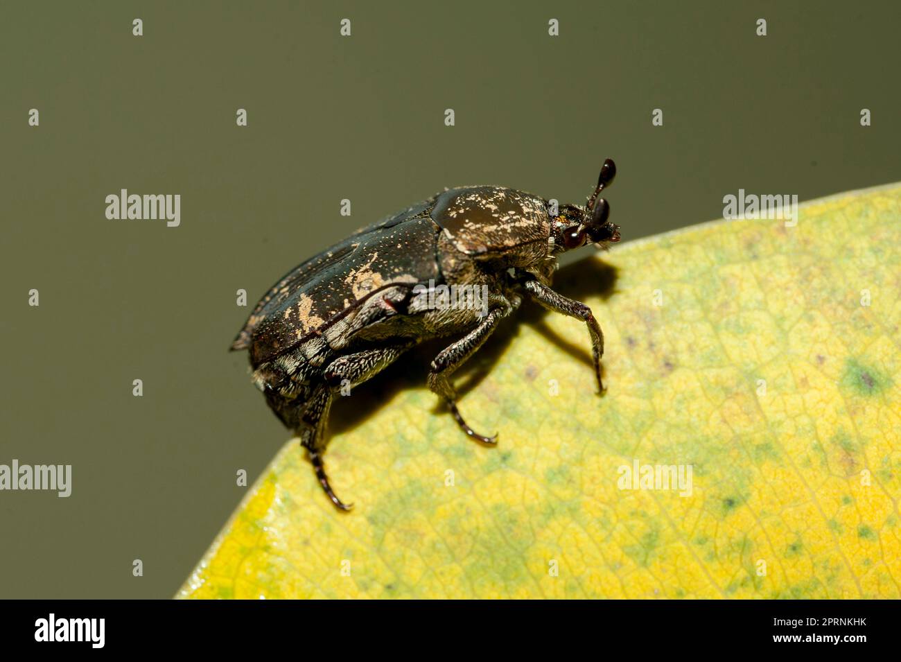 Southeast asia beetle hi-res stock photography and images - Alamy
