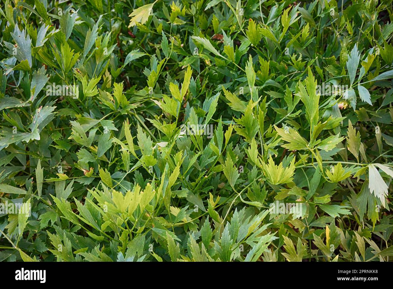 fresh lovage plant texture as very nice background Stock Photo - Alamy