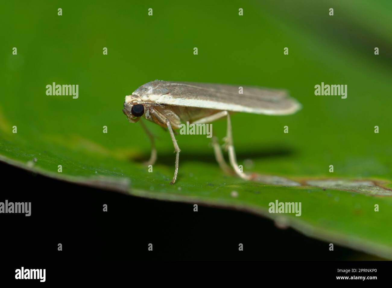 Lichen Moth, Lithosiini Tribe, on leaf, Klungkung, Bali, Indonesia ...