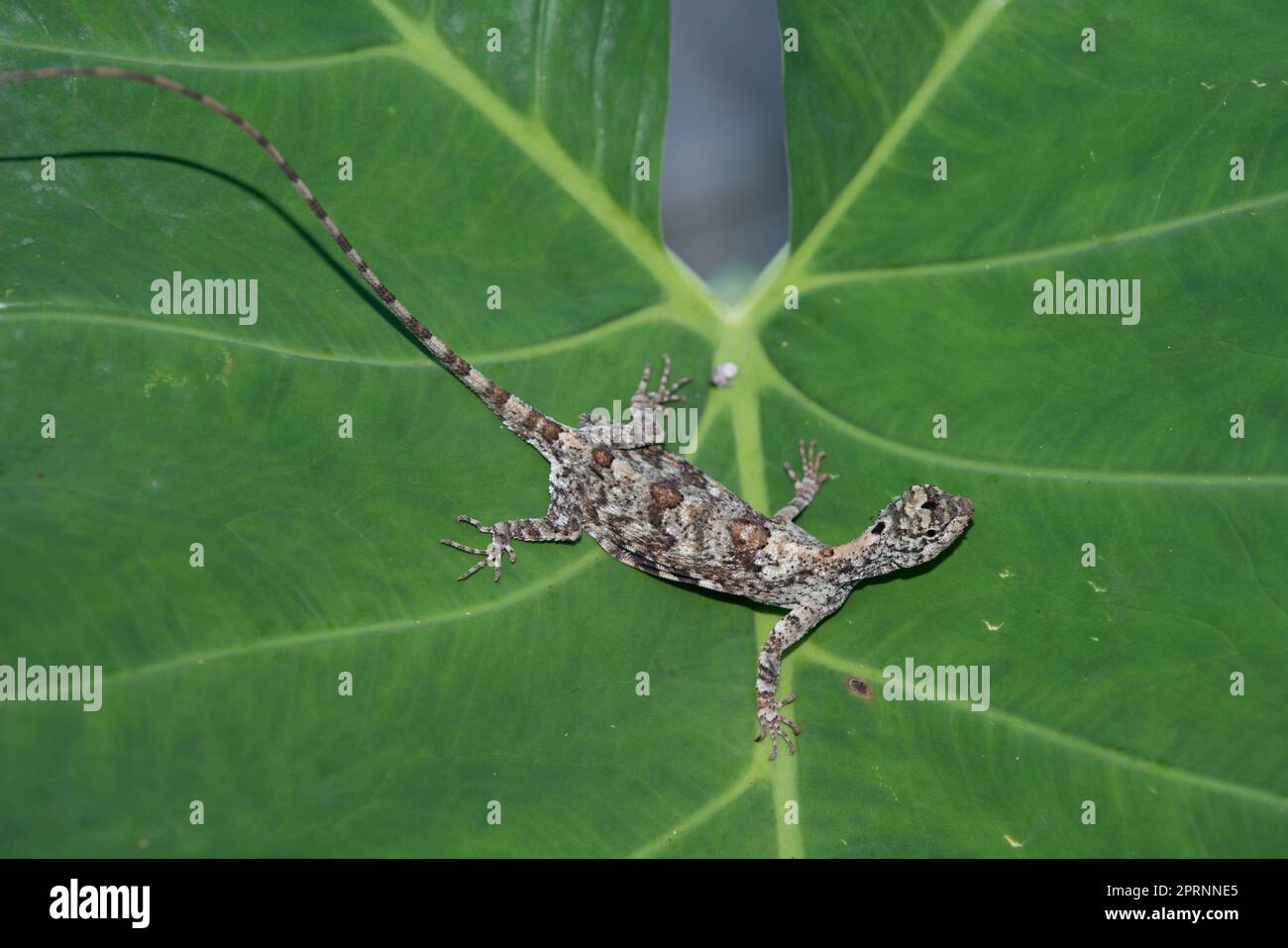Flying Lizard, Draco volans, on large leaf, Klungkung, Bali, Indonesia ...