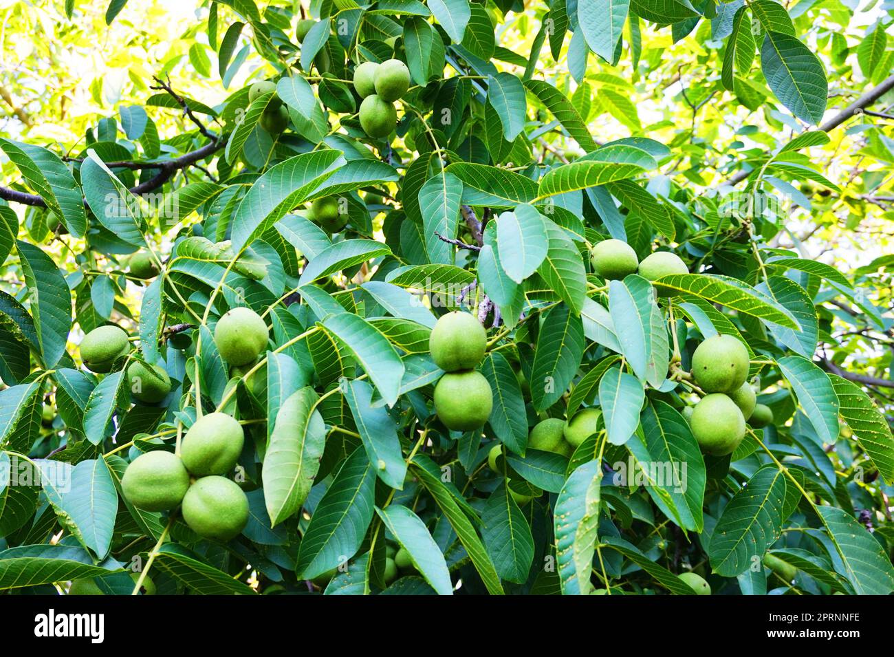 walnut tree texture as very nice natural background Stock Photo - Alamy
