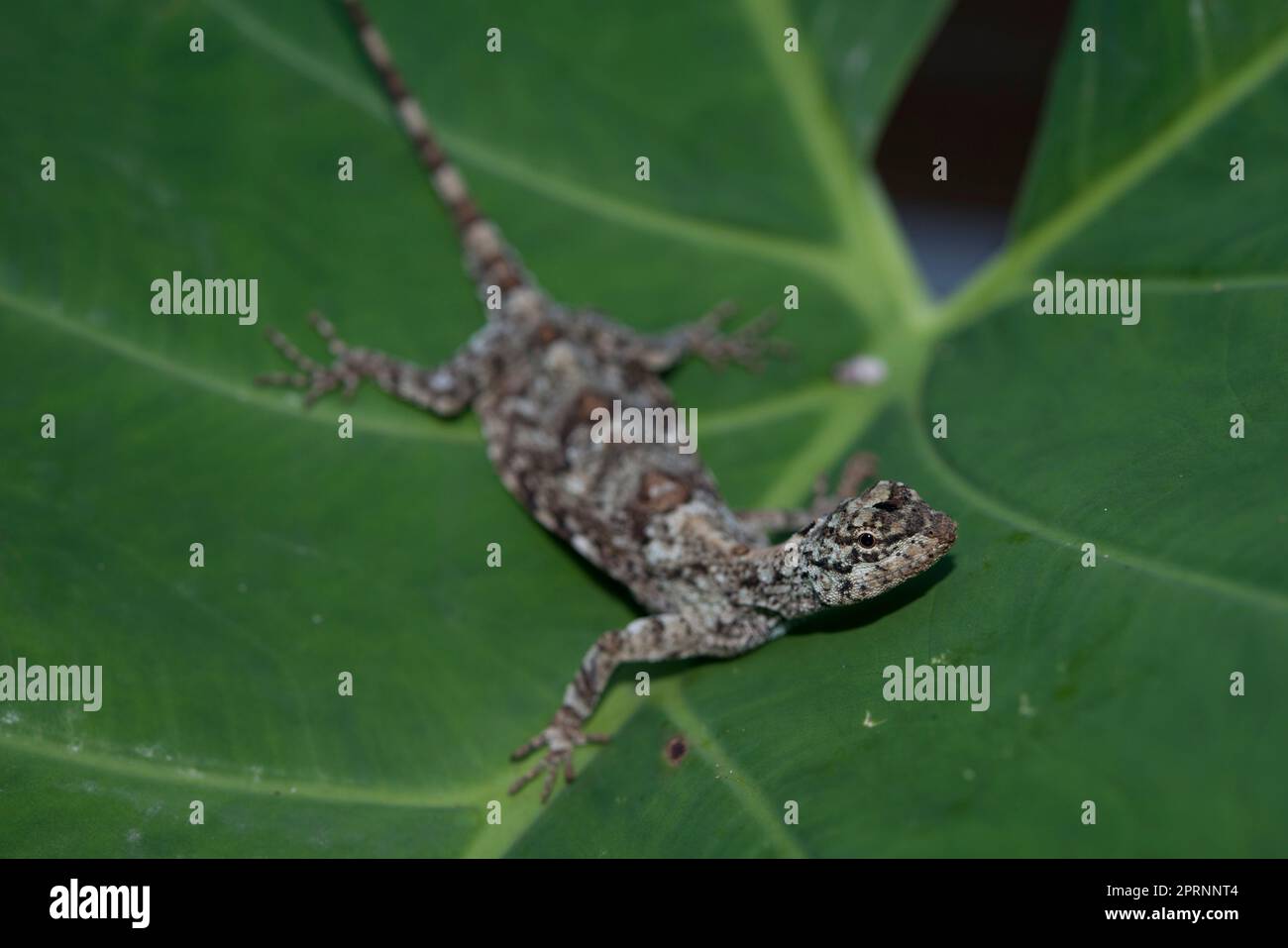 Flying Lizard, Draco volans, on large leaf, Klungkung, Bali, Indonesia ...