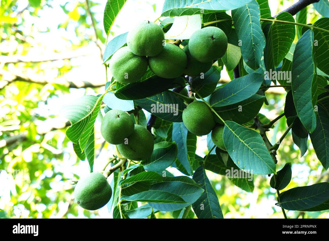 walnut tree texture as very nice natural background Stock Photo - Alamy