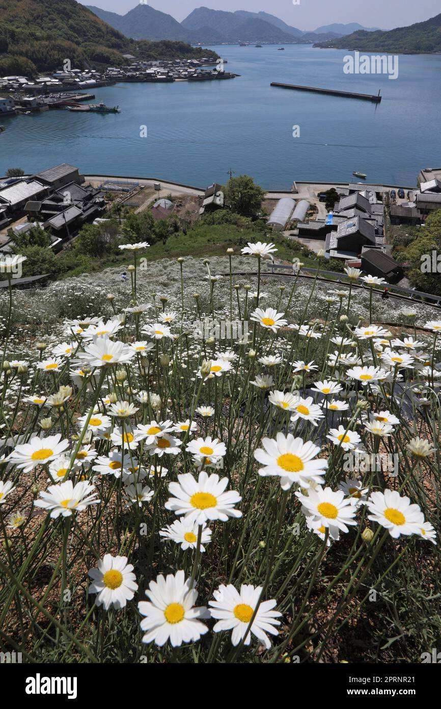 Flowers of Tanacetum cinerariifolium are in full bloom in Onomichi City ...