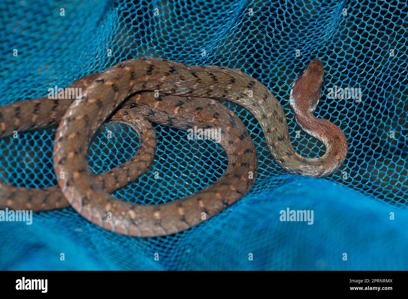 Specklebelly Keelback Snake, Rhabdophis chrysargos, in net, Klungkung ...