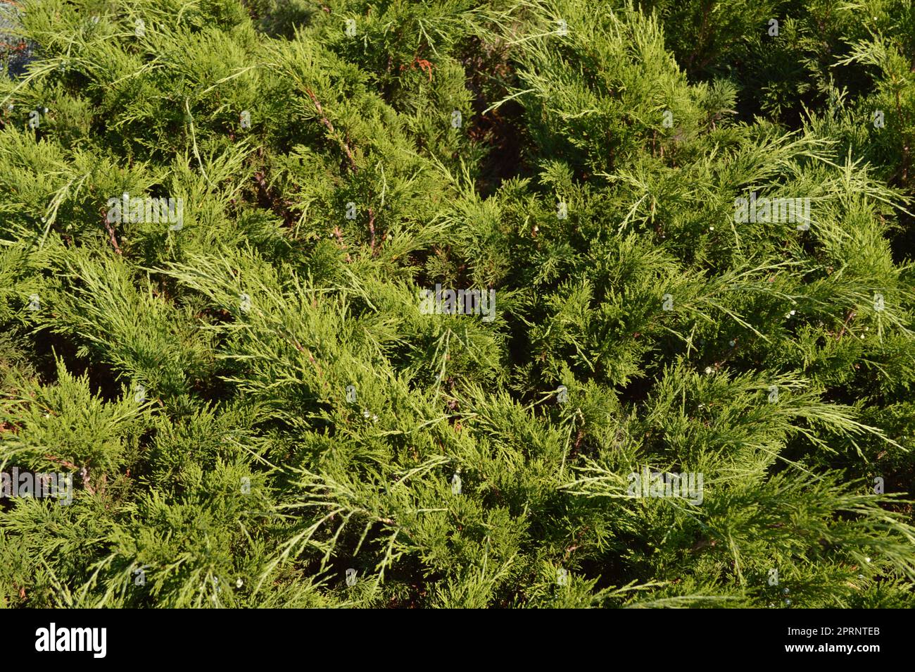 The texture of the leaves and branches of plants and trees Stock Photo ...