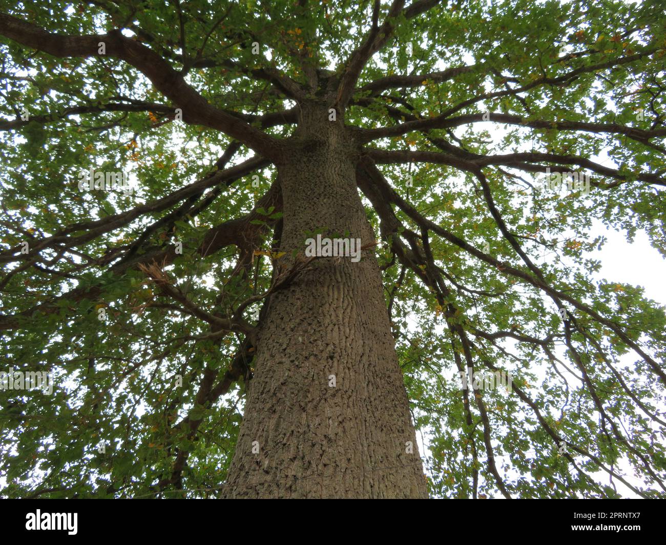 beautiful natural tree leaves branches high large wood shade Stock ...