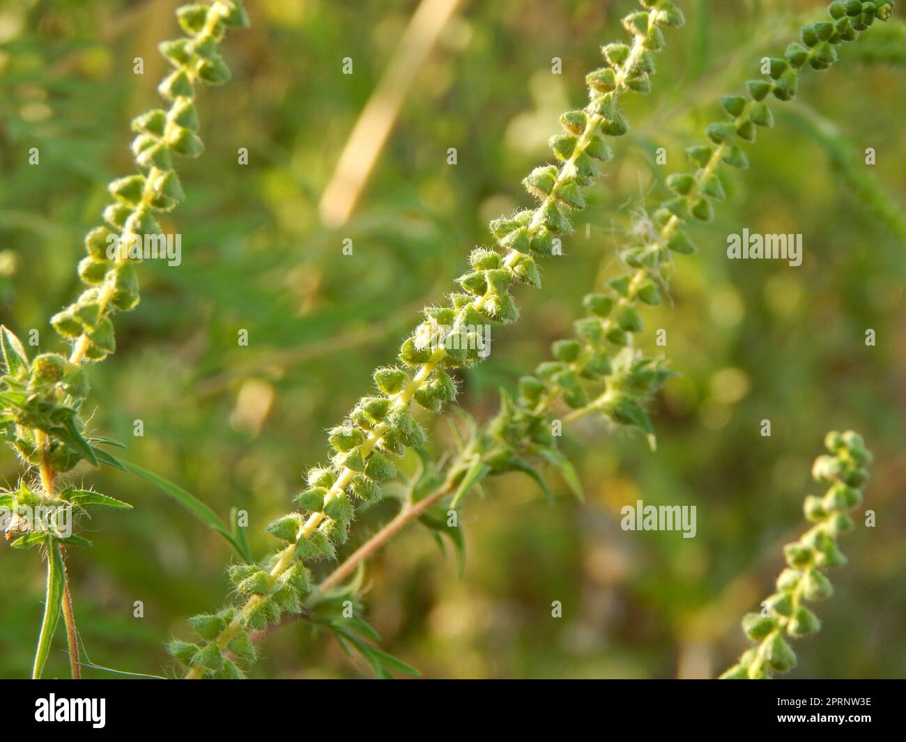 Texture of green leaves, grass in grass macro Stock Photo - Alamy