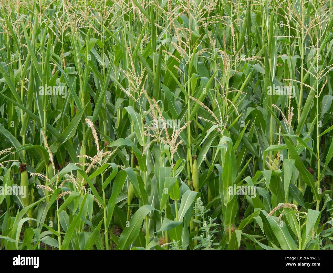 Texture and corn fields of green leaves, grass Stock Photo - Alamy